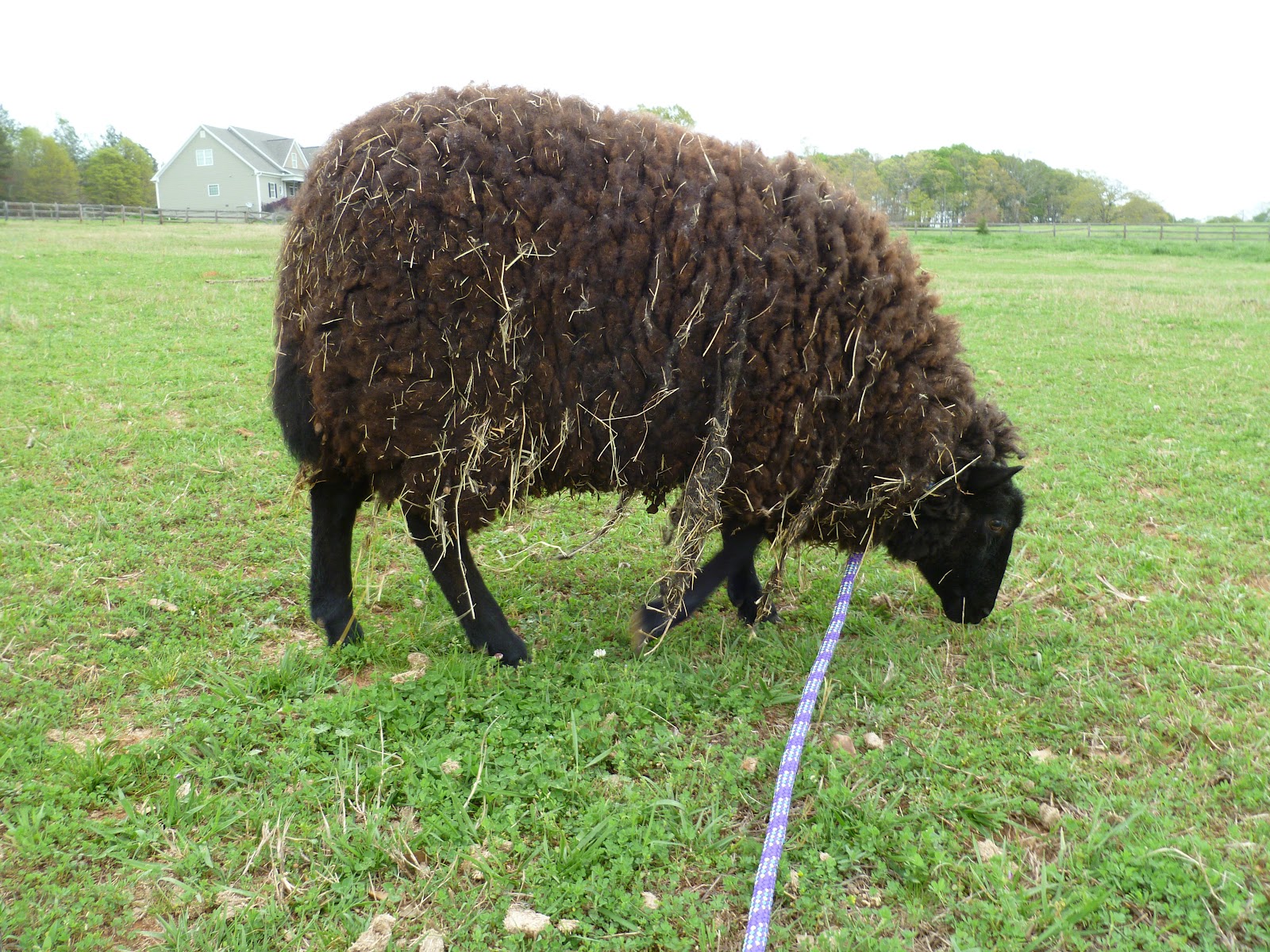 Purple Feather Farm: Miniature Shetliot Sheep