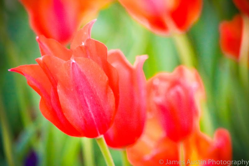 James Austin Photography