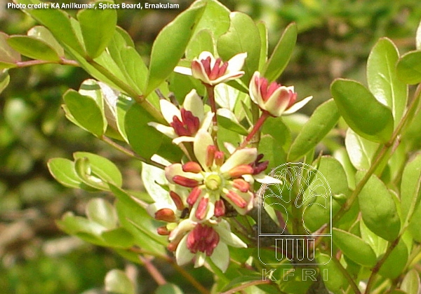 Flora-Hort. all about Horticulture, Floriculture and Landscaping ...