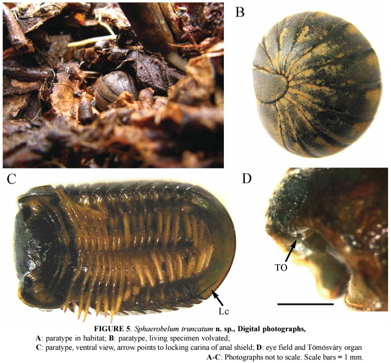 Species New to Science: [Diplopoda • 2012] Sphaerobelum truncatum • A ...