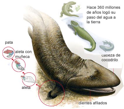 Evolución de los Vertebrados: DE LA VIDA ACUATICA A LA VIDA TERRESTRE
