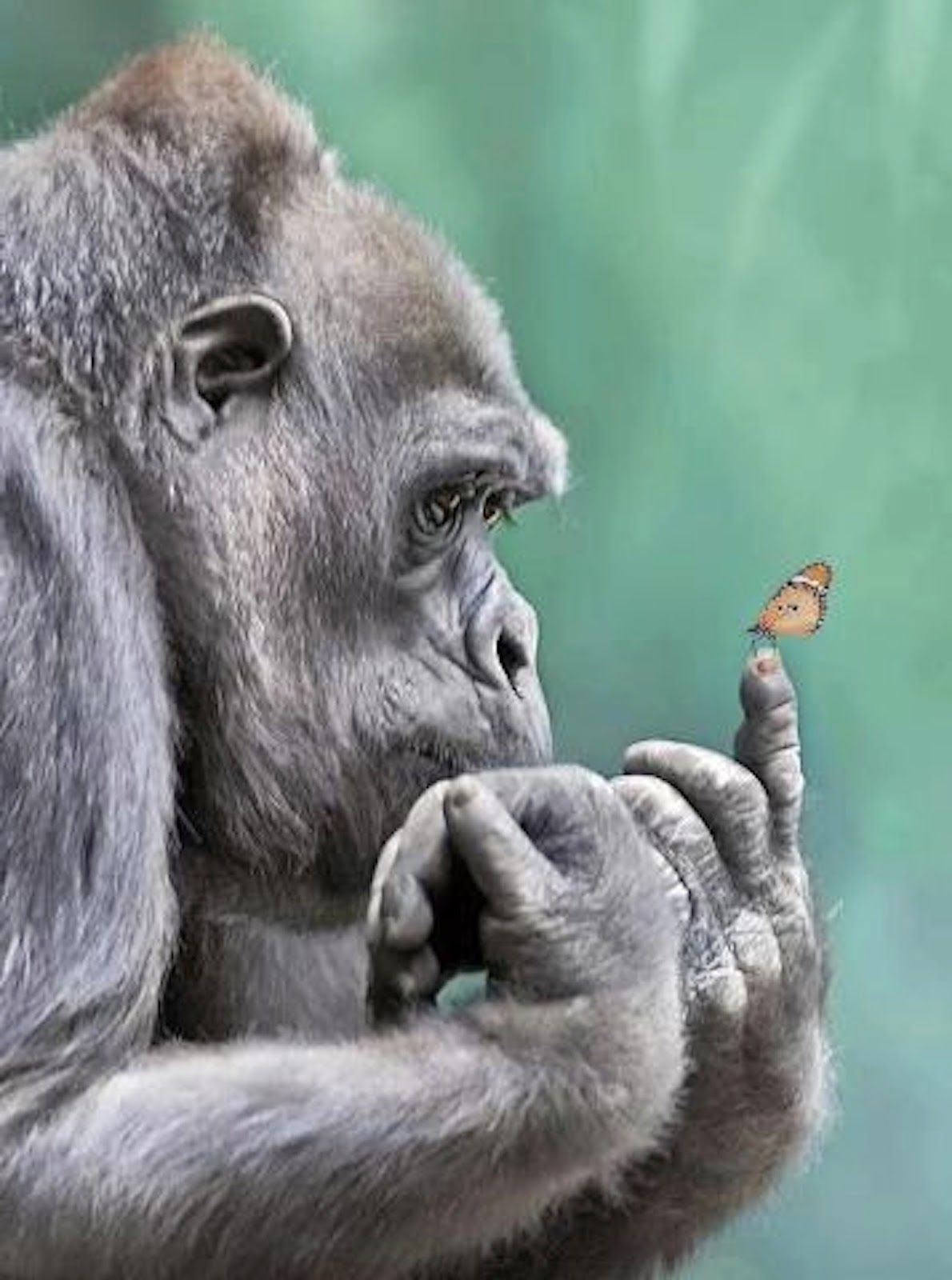 Word for the day: gentle ~ NATIVE ENGLISH SPAIN