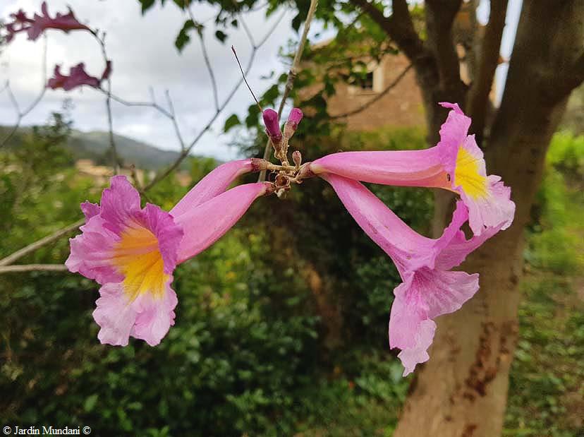 Sangrando en verde: El lapacho rosado, Handroanthus impetiginosus, una ...