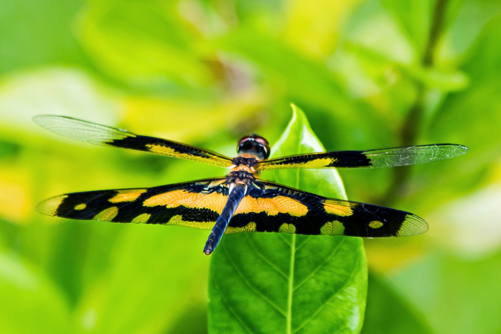 Butterflies, Dragonflies, Moths & other Insects: Insects from India