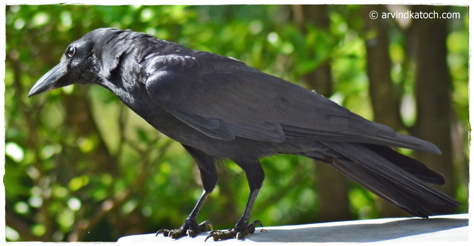 Crows In India