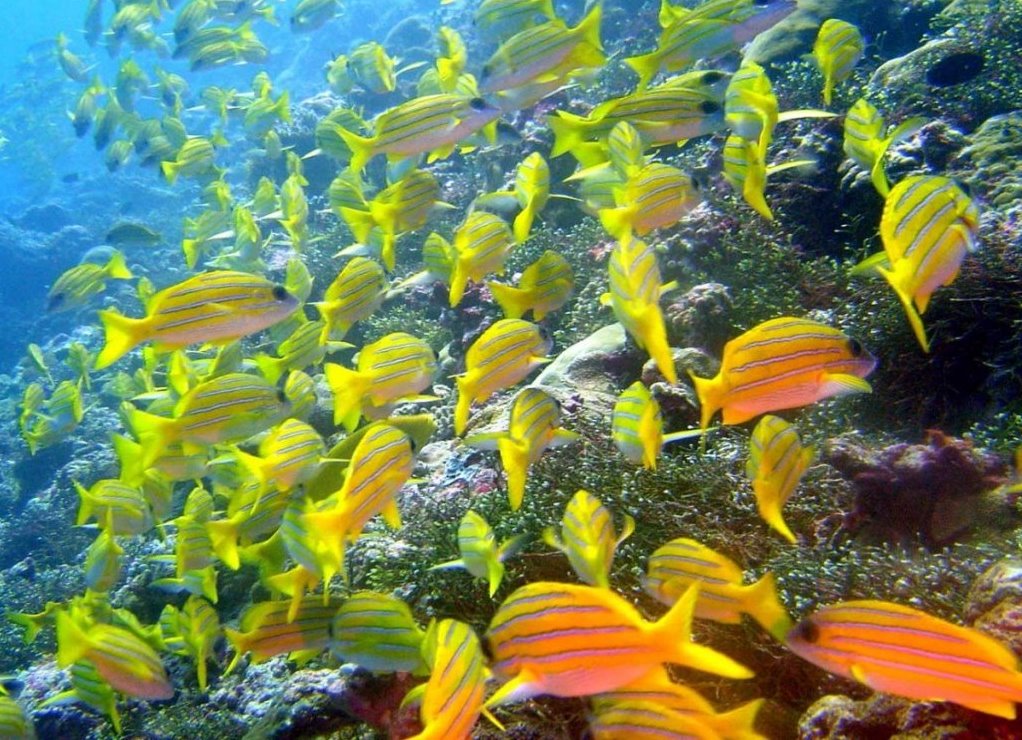 IL GUARDIANO DEL FARO: FOTOGRAFICO - Pesci tropicali 2