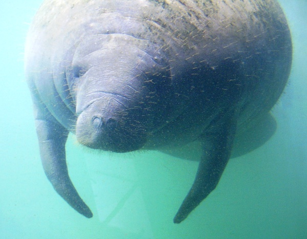 eBook: Naturerlebnis Everglades: Das Manati, der “Gentle Giant“