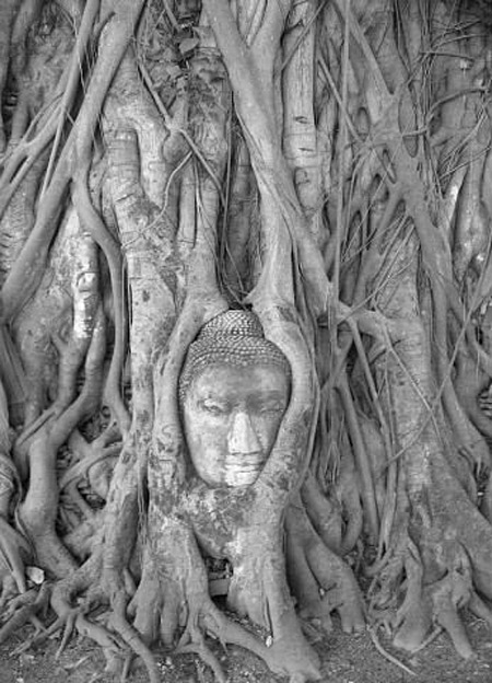 Creative Tree Photography ~ Hits All