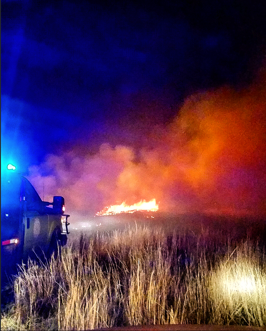 The roads were covered in cattle running loose.