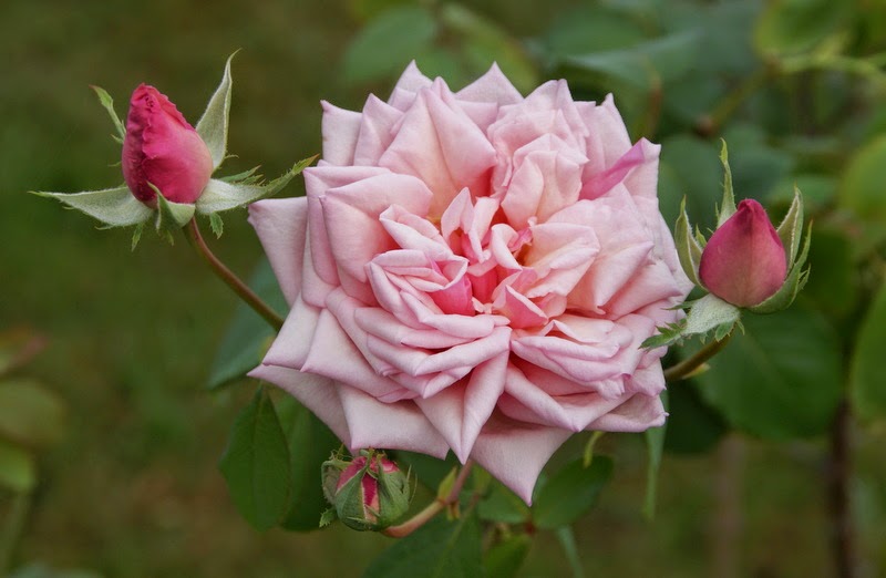 Organic Garden Dreams: October Roses