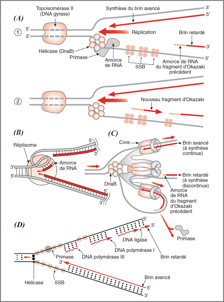 Biologie Simplifiée
