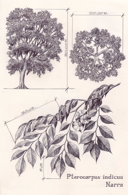 Philippine National Tree Narra