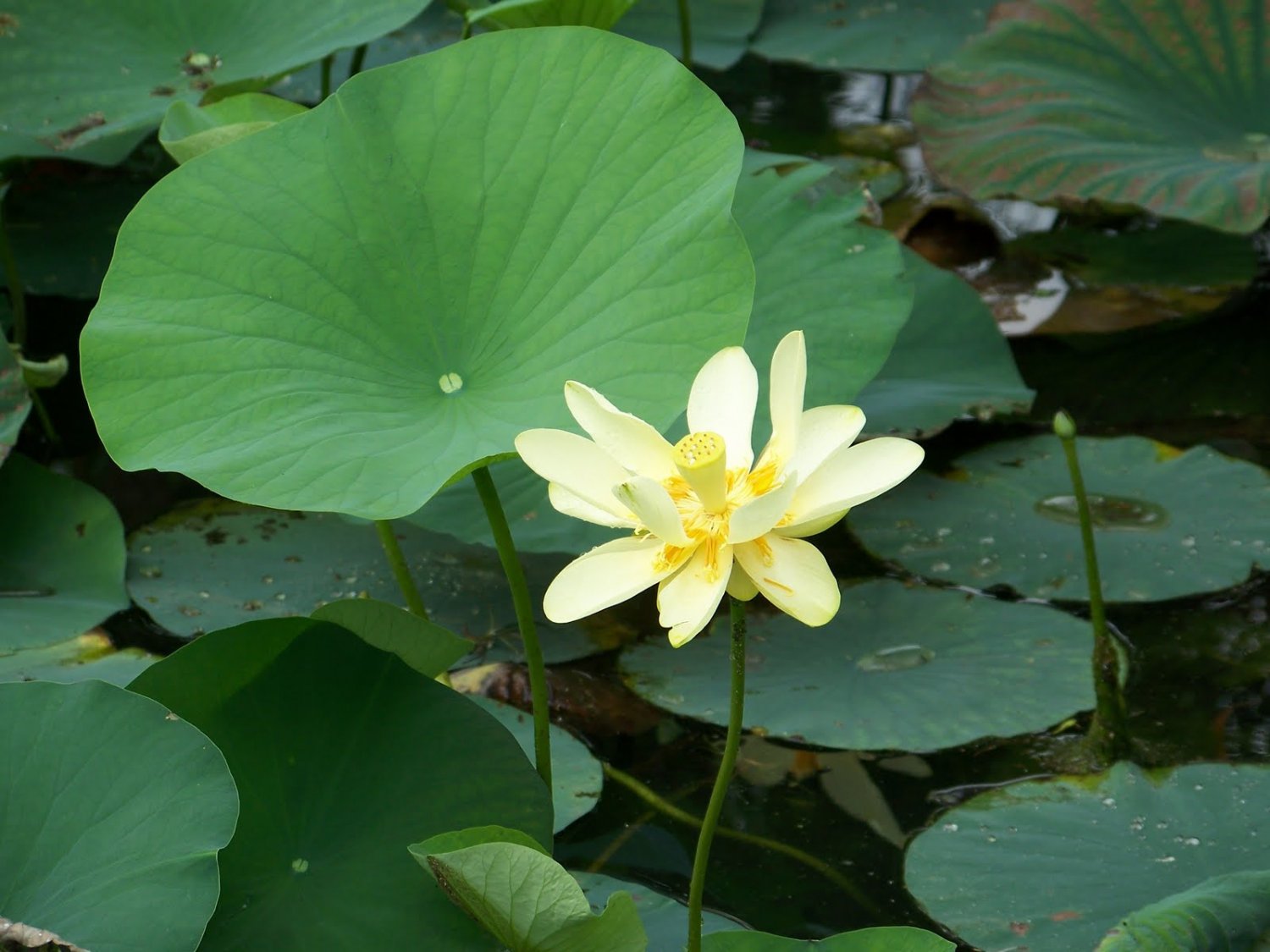 The latest dirt from my garden: Nelumbo lutea American Lotus