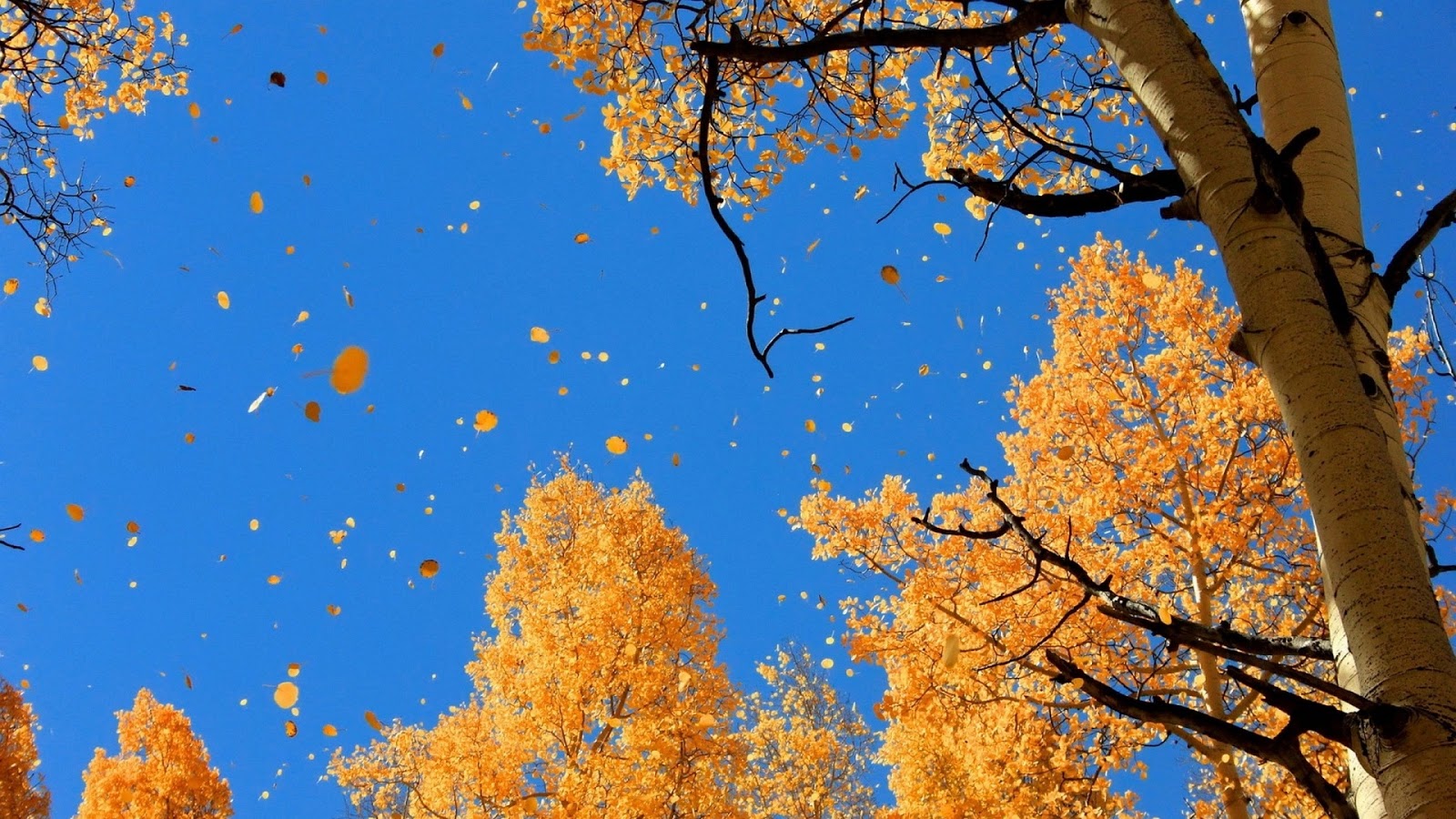 Autumn Falling Leaves - Mystery Wallpaper