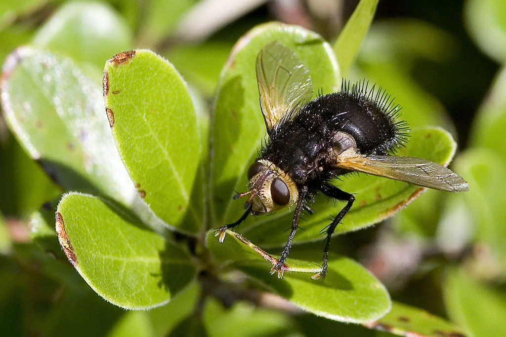 Invertebrados de Huesca: 1/09/11 - 1/10/11