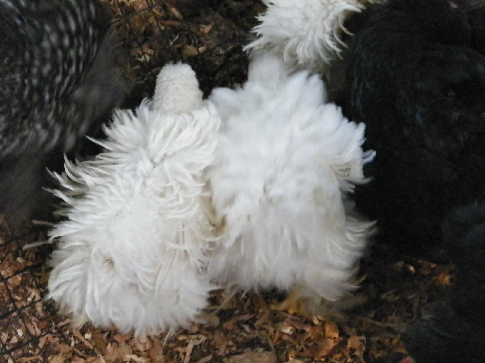 From Cedar Pond to Laughing Dove Farm : The Trouble With Tribbles..