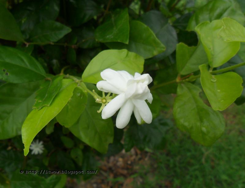 Beli Ful(বেলী ফুল) - Jasminum sambac