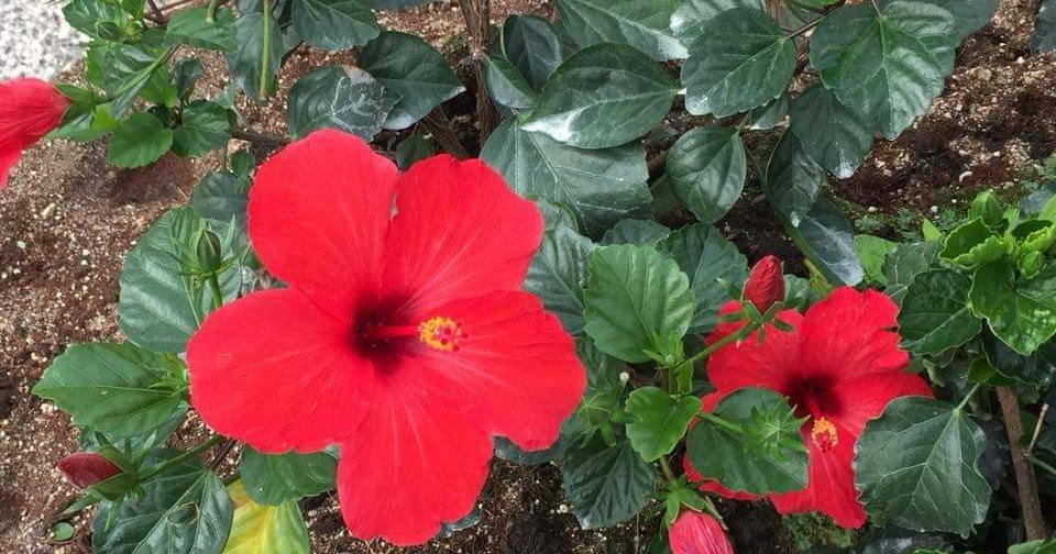 KHASIAT DAUN BUNGA RAYA