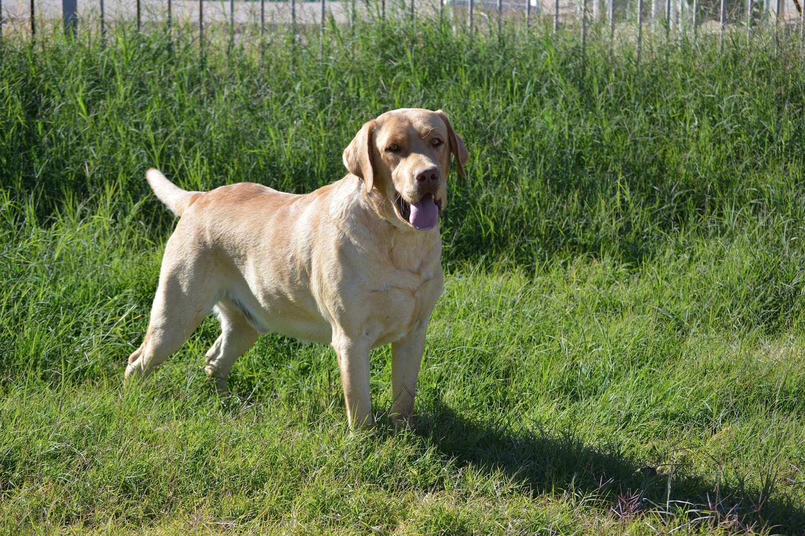 Cozy Acres Farm : Labrador Retriever Parents