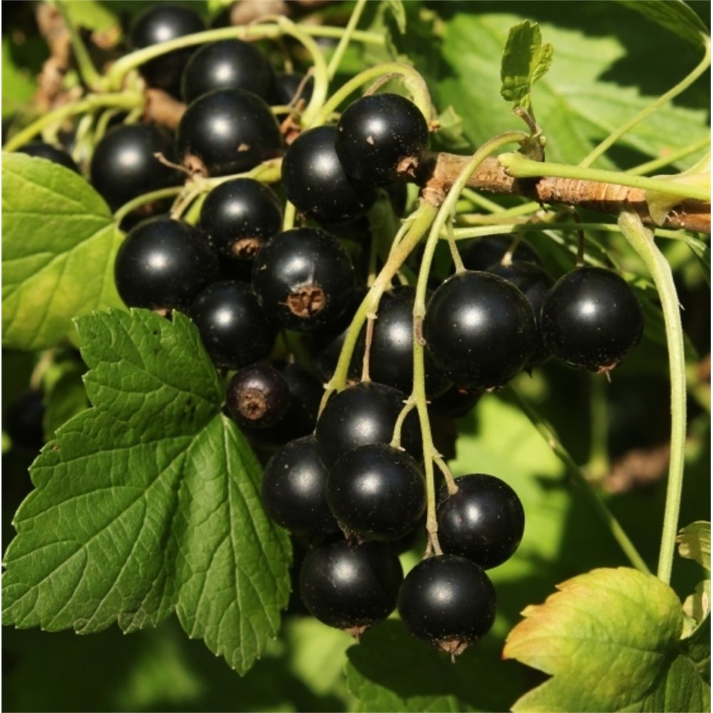 Blackcurrant Fruit - Natural Beauty