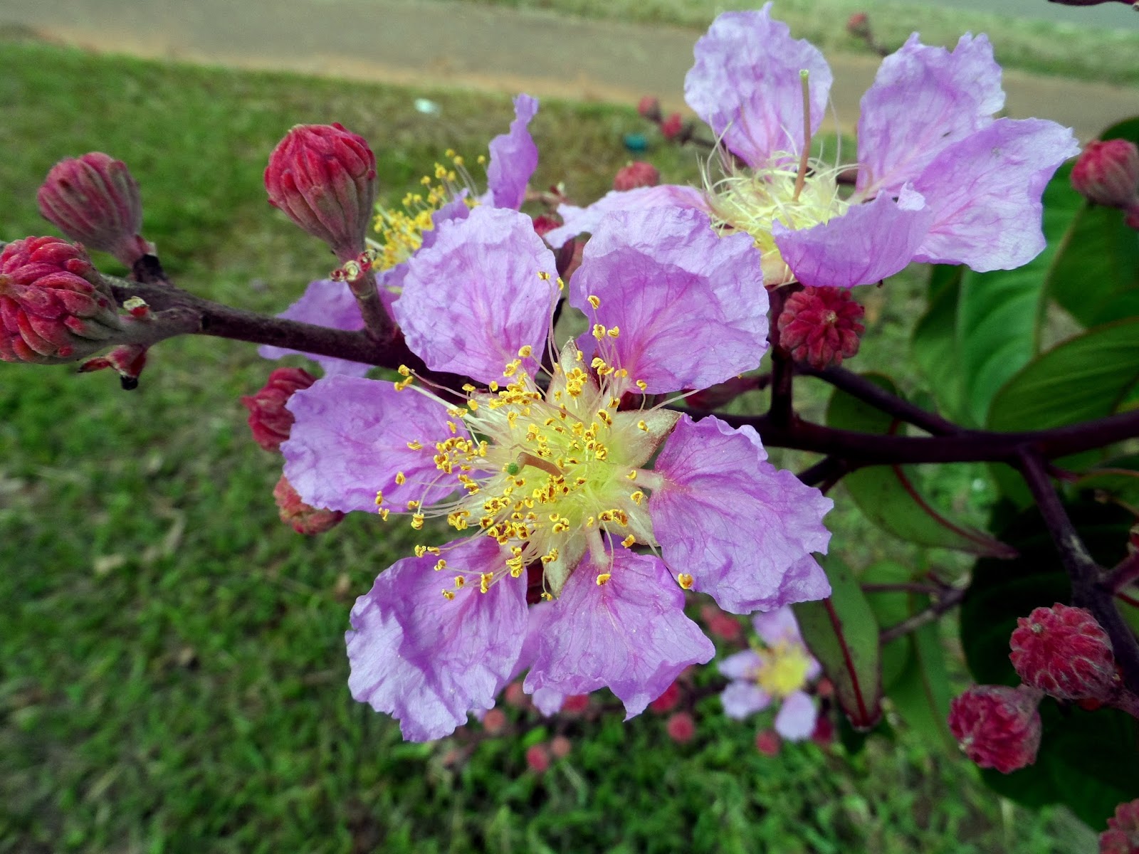 Resedá-gigante {Lagerstroemia speciosa (L.) Pers.} | A planta da vez