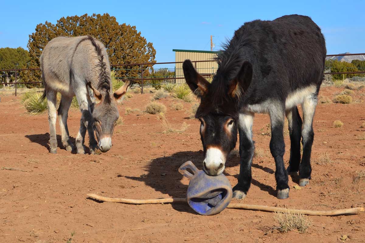 The 7MSN Ranch: Highlights from The Super Burro Bowl