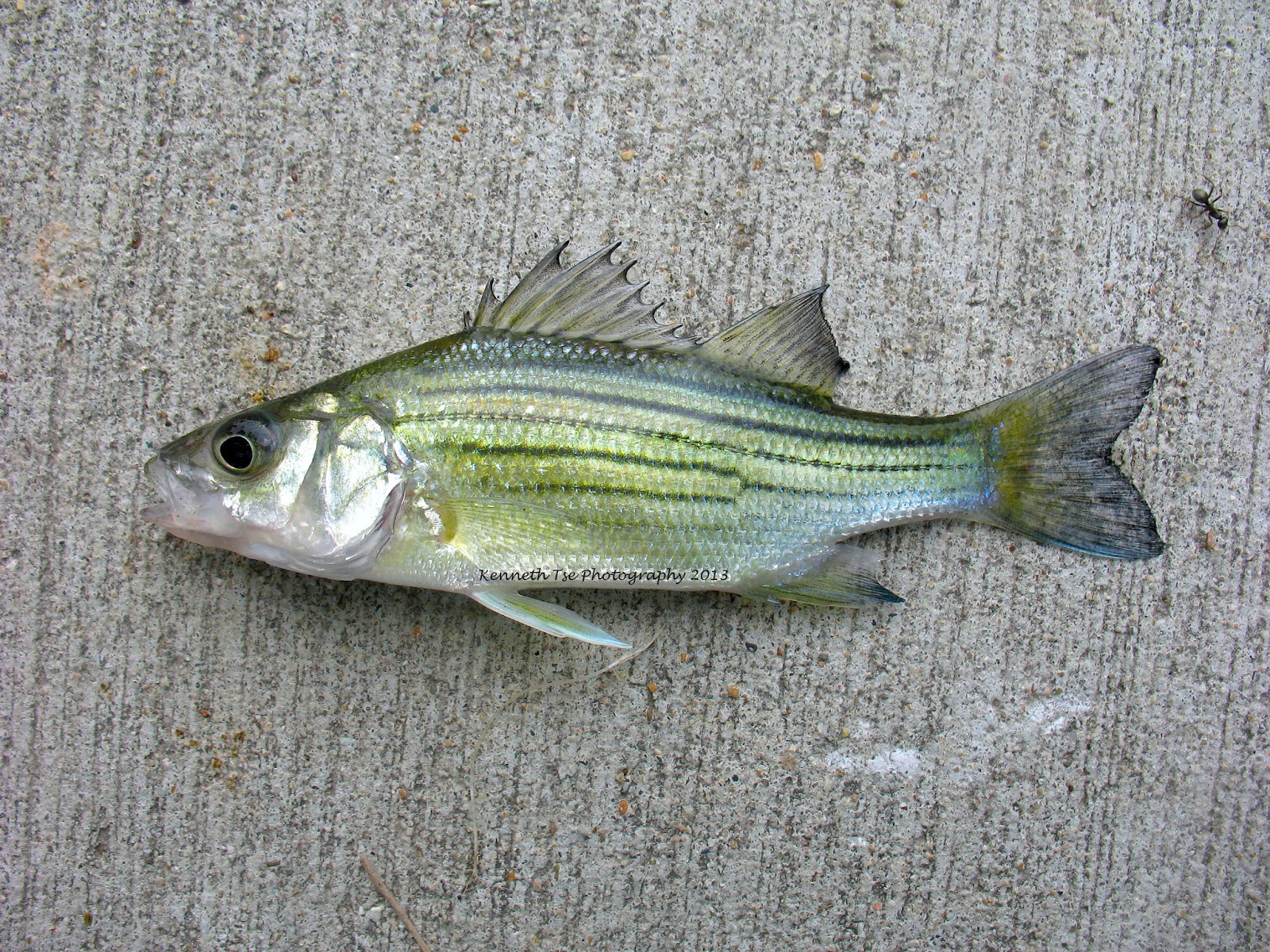 MuskieBait Adventures: Illinois Exploration 2013 (Day 2)