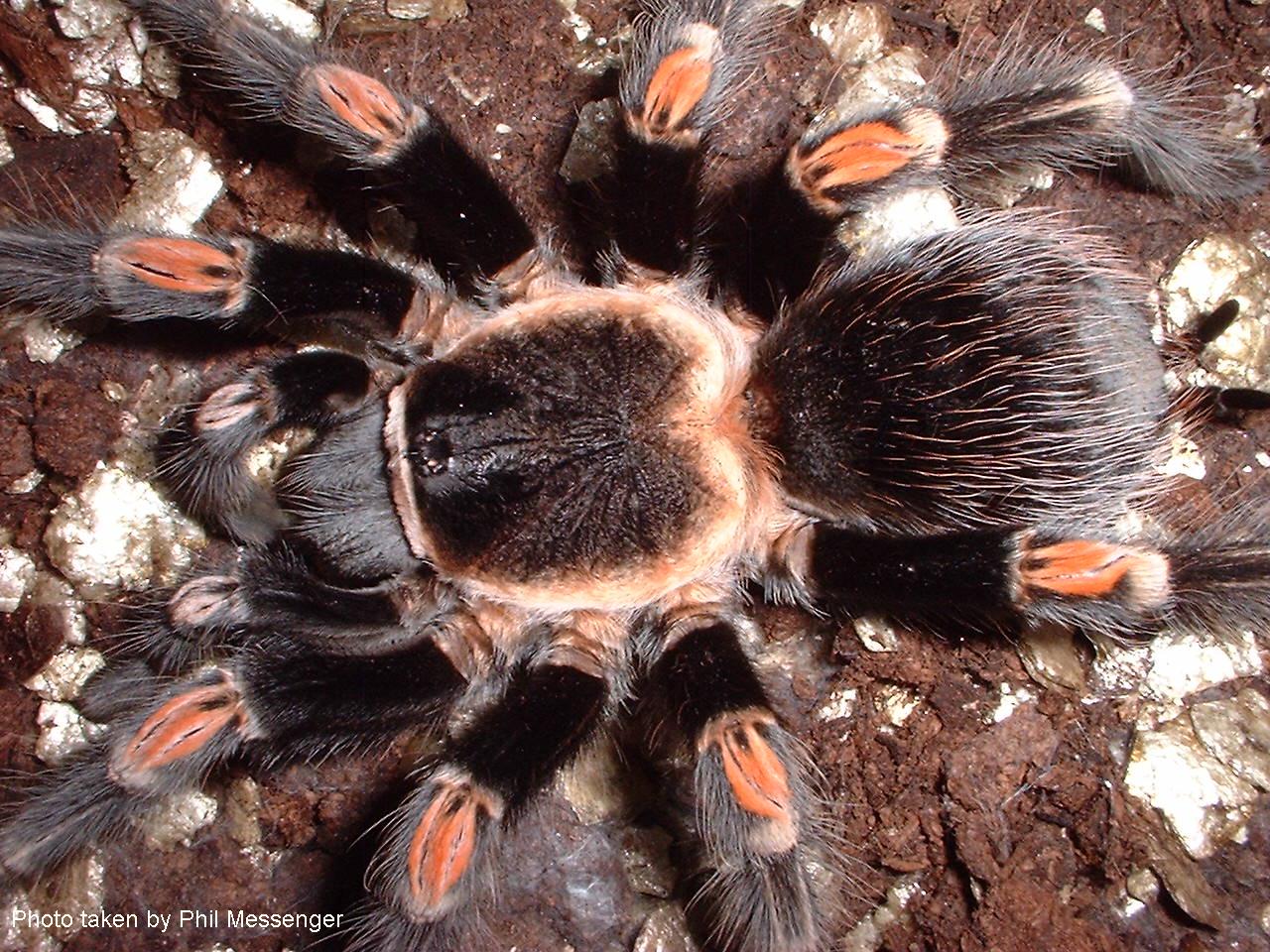 TARANTULAS: Alive And Up Close: Burrowing and Terrestrial Tarantulas