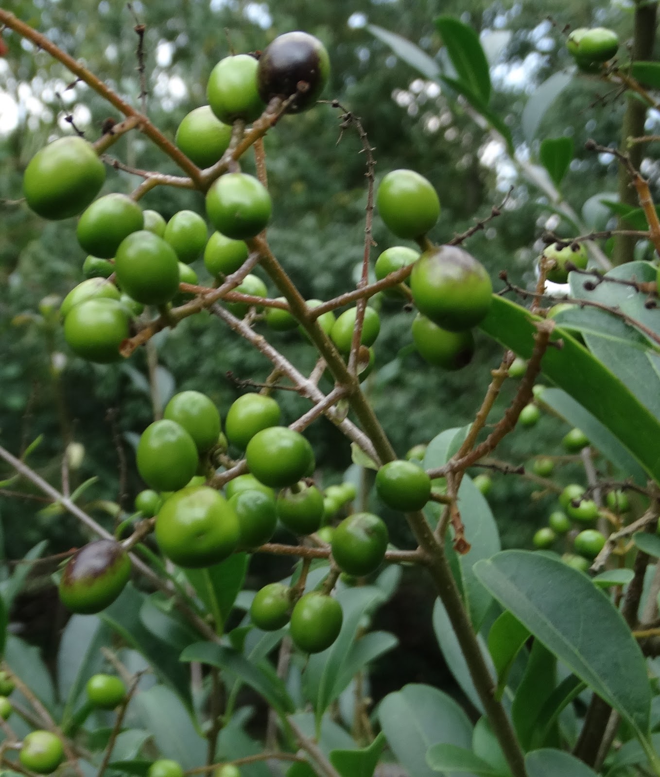 oog voor de natuur: Bessen van gewone liguster (Ligustrum vulgare): van ...