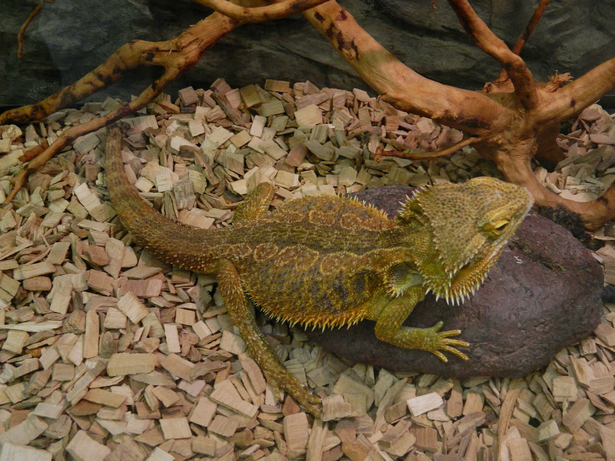 LA MULTI ANI, ROMANIA!: Animale de casa - soparle