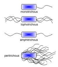 Sharing my Experiences: What is Motility in prokaryotic cells