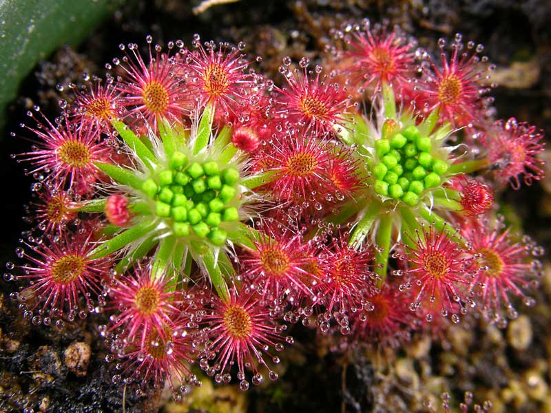 ARTE Y JARDINERÍA : PLANTAS CARNÍVORAS. Drosera