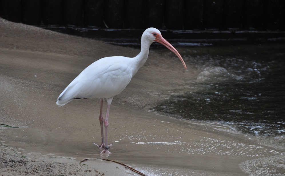 ZOOTOGRAFIANDO (6.100 ANIMALS): IBIS BLANCO AMERICANO / WHITE IBIS ...