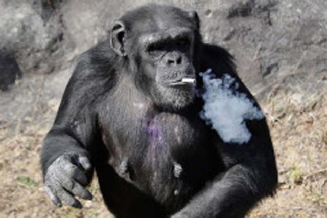 FALADEPAPAGAIO : Meet Azalea the smoking chimp, new star at Pyongyang zoo
