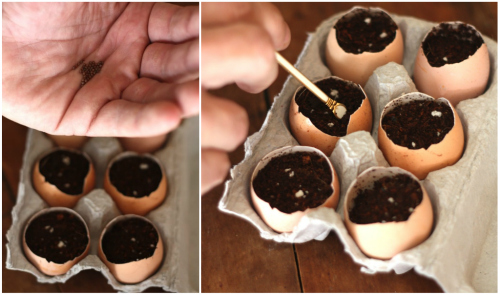 How To: Plant Seeds Using Eggshells | 17 Apart