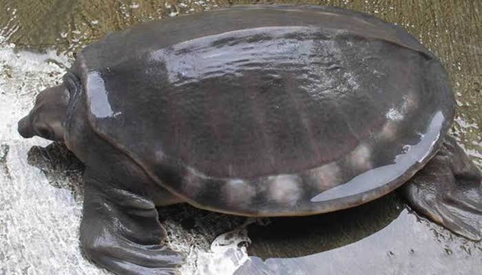 KOMUNITAS PENYULUH PERIKANAN: PENGENDALIAN HAMA DAN PENYAKIT PADA LABI-LABI