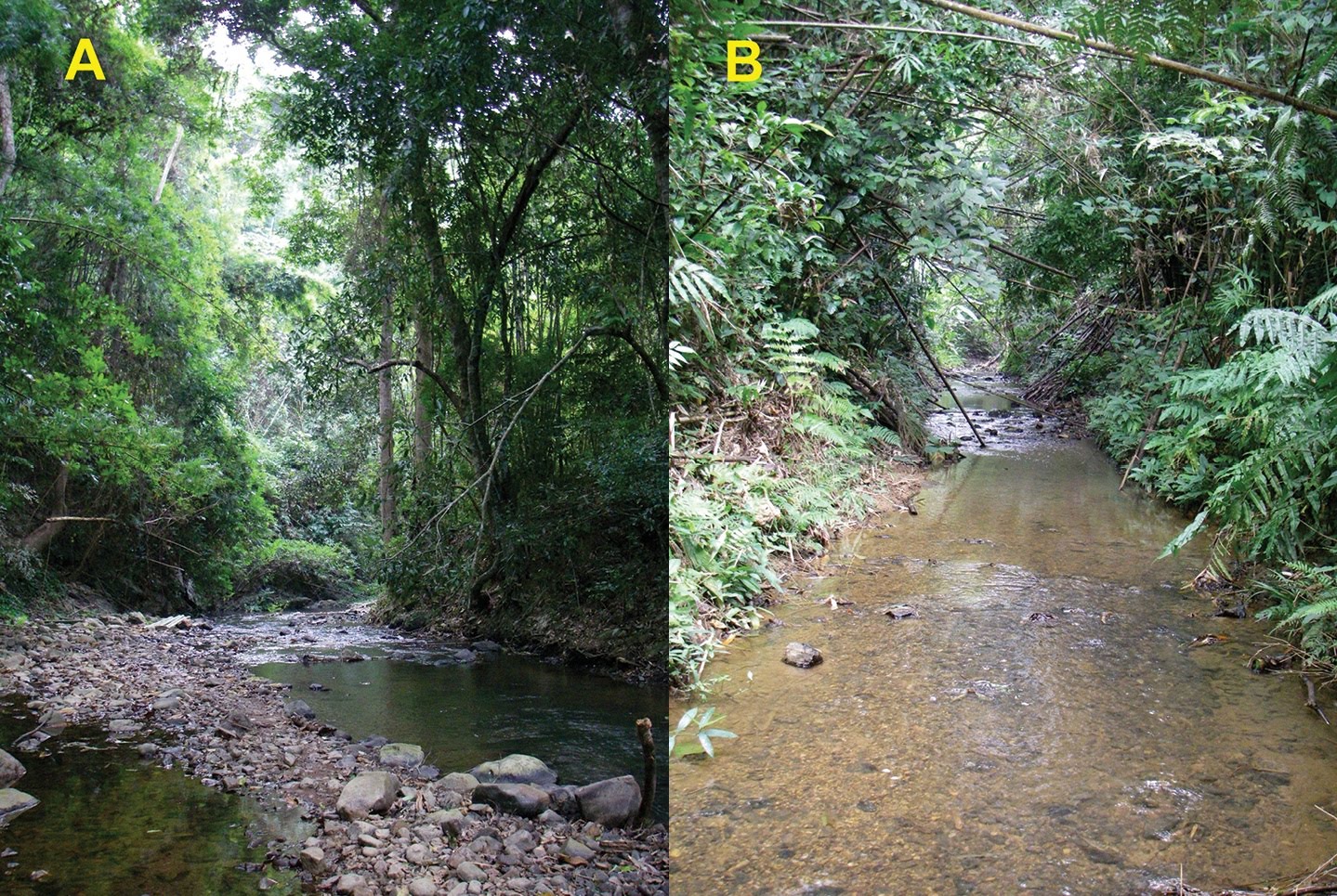 Species New to Science: [Herpetology • 2019] Limnonectes savan • A New ...