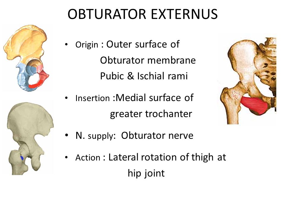 Obturator Internus Muscle