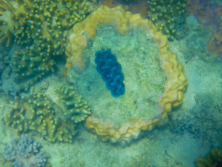 Pohjalla: Korallimeri ja Suuri Valliriutta