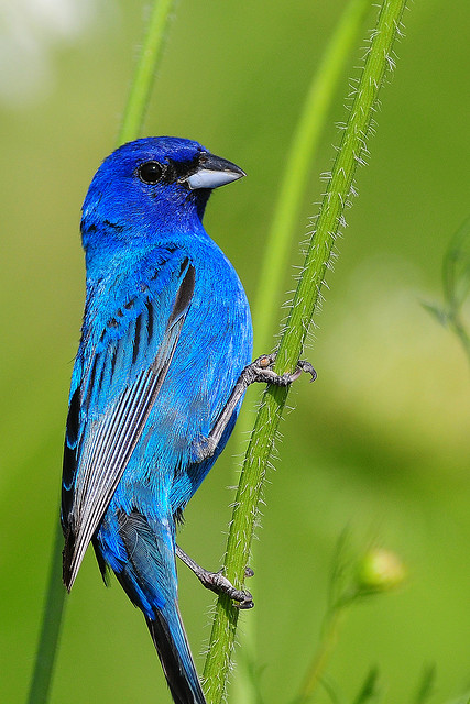 Azulillo Norteño ( Indigo Bunting - Passerina cyanea )
