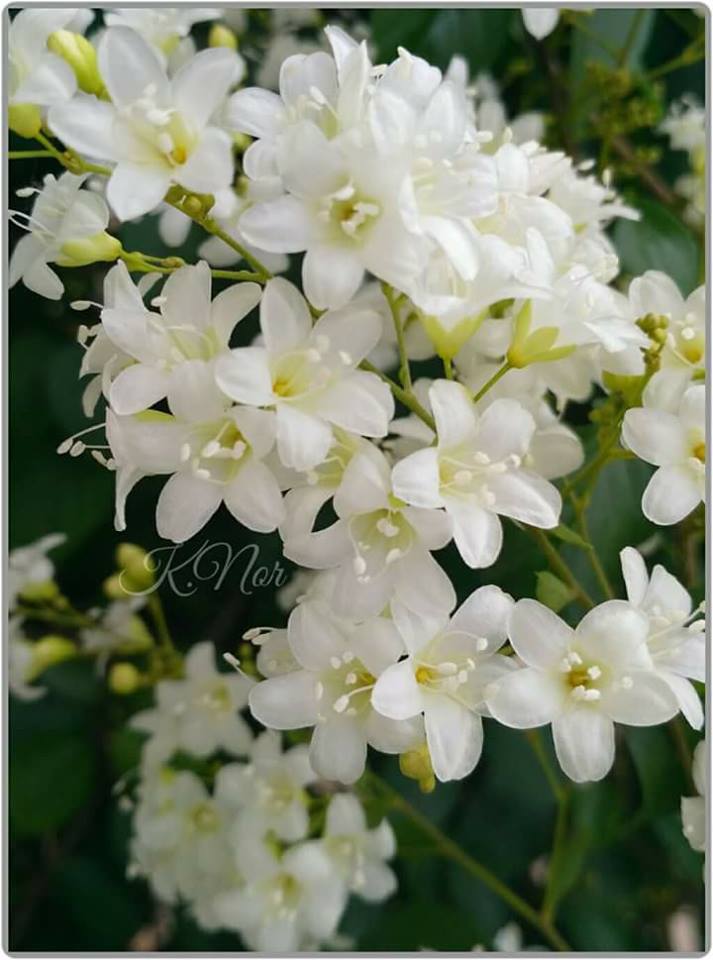 PORANA VOLUBILIS / SNOW VINE