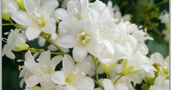 PORANA VOLUBILIS / SNOW VINE