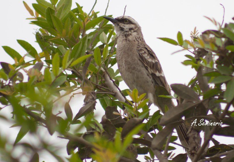 COMANDO ECOLOGICO PERU: Caminata Chilca-Puerto Viejo, DEMARCACION