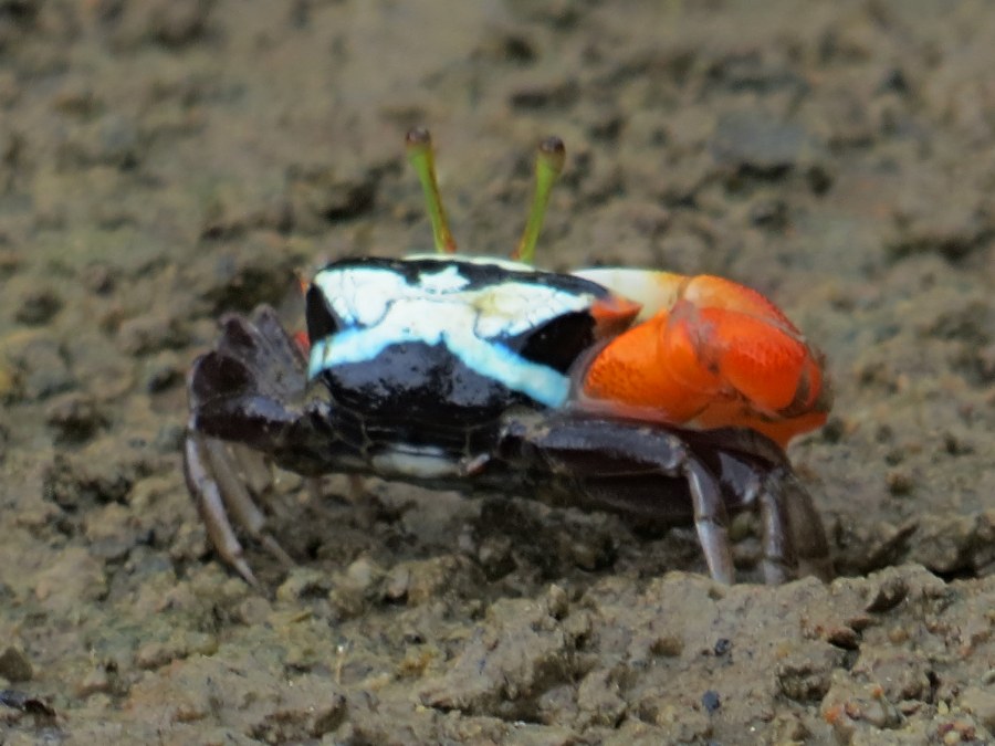 Queensland Coast: Identifying Fiddler Crabs