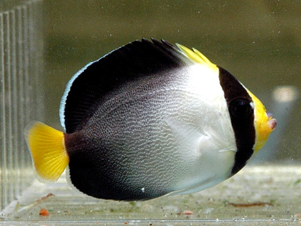 Angelfish - Ikan Angel