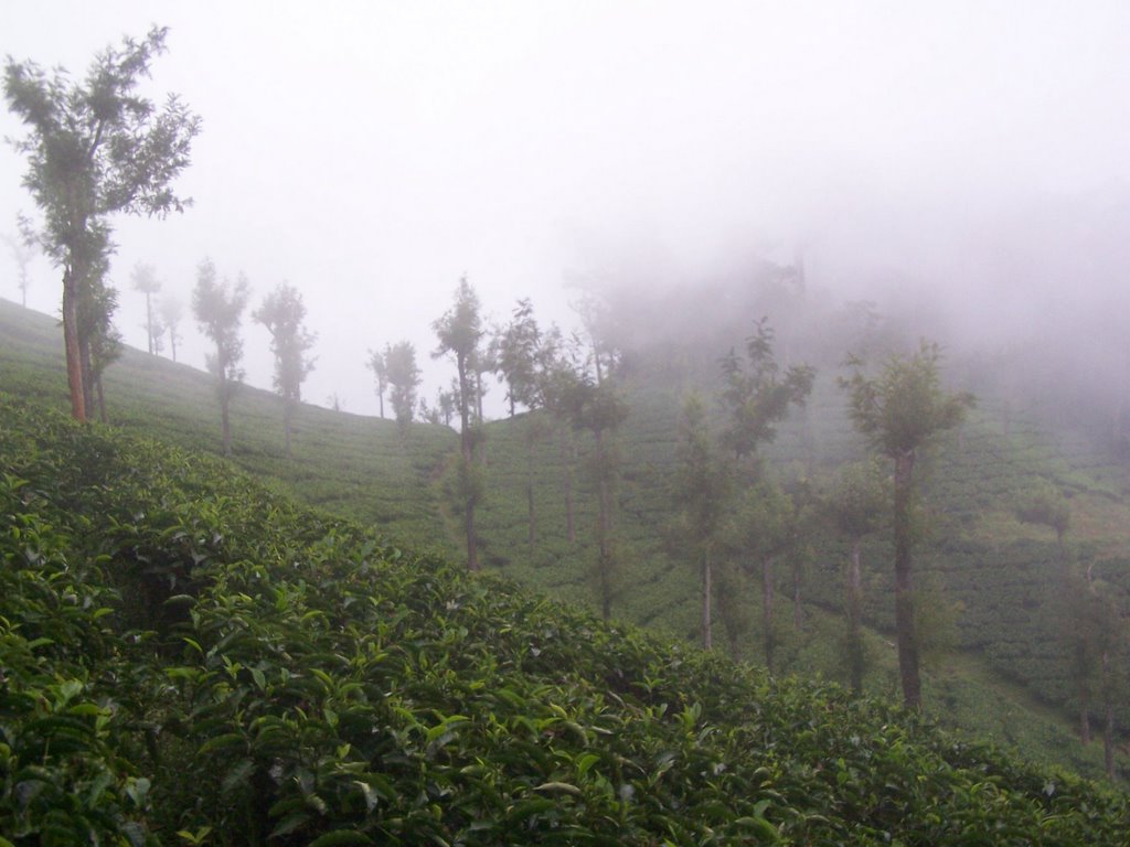 Tamilnadu Tourism: Manjolai Tea Estate, Manjolai Hills