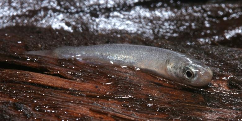 Ikan ini Bisa Bertahan Hidup Dua Bulan di Darat | Majalah Robek