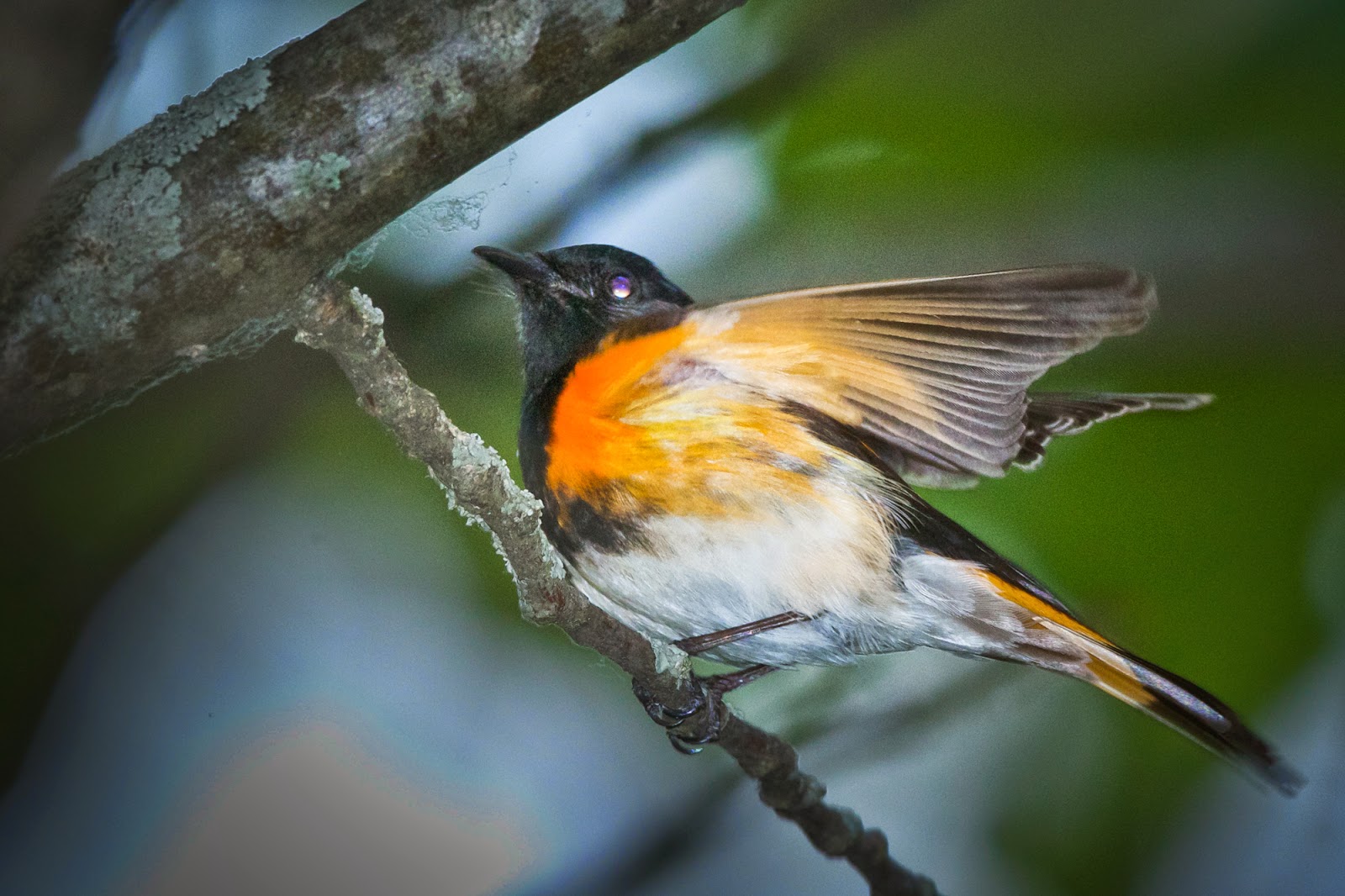 Feather Tailed Stories: American Redstart