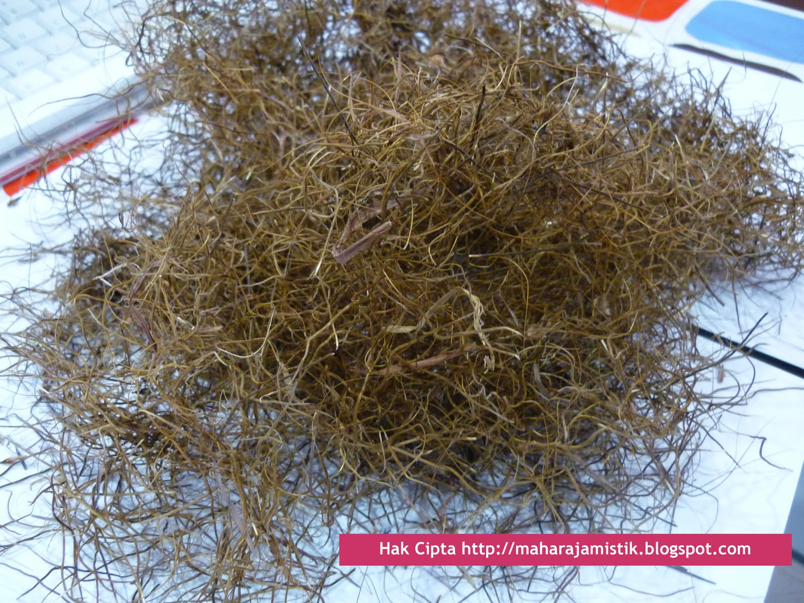 Wafak Dan Azimat Maharaja: BULU PERINDU @ MISAI ALI @ JANGGUT ADAM