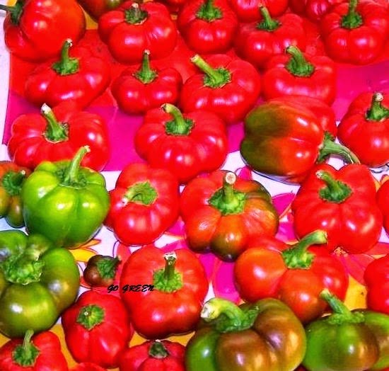 gogreendiscovery: CHILLI seeds for sale
